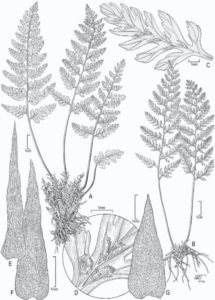 The Science of Art – Why Botanical Illustration Matters - News - NTBG