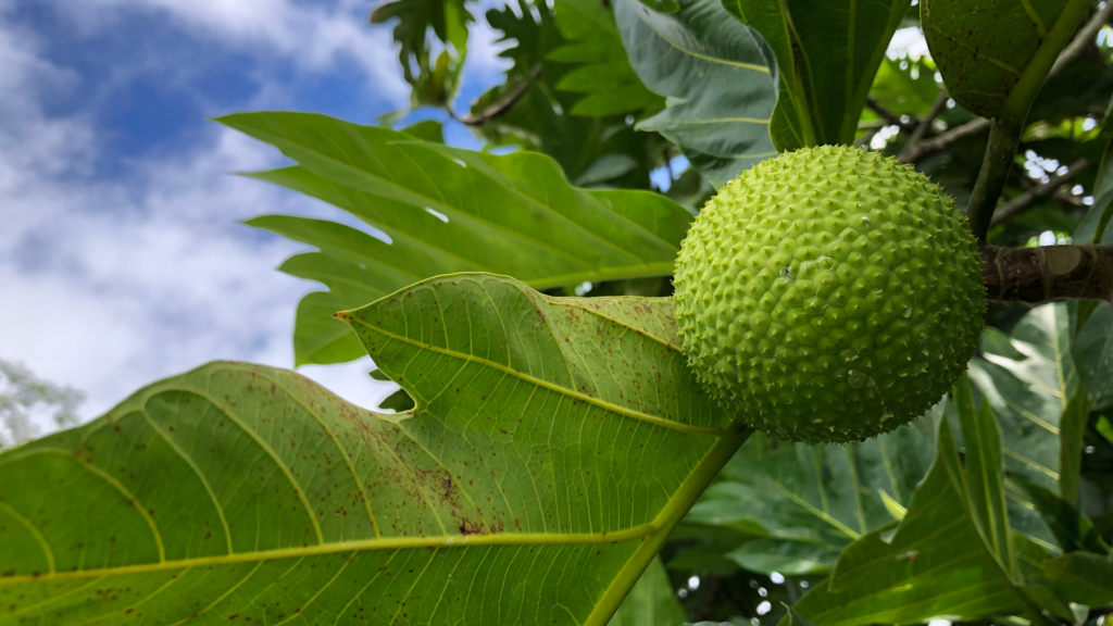 Welcome to Ulutopia - National Tropical Botanical Garden