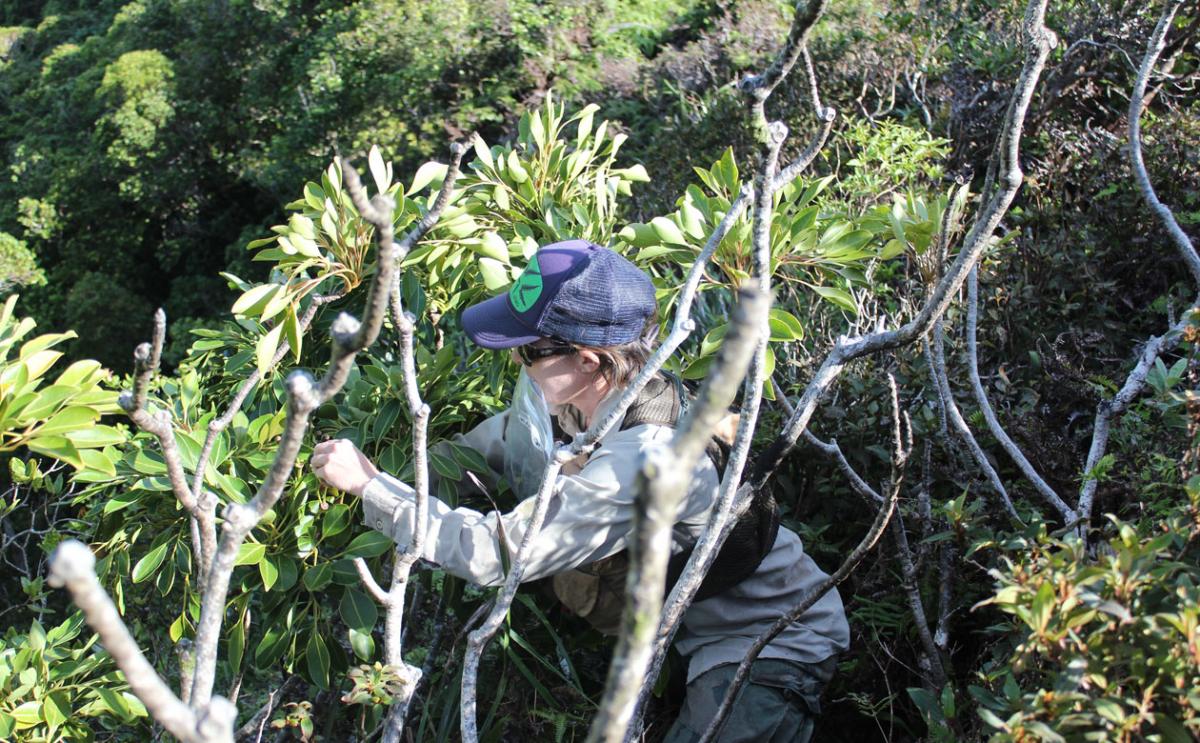 An Eye on Plants – Ohe ohe (Polyscias bisattenuata) - National Tropical ...