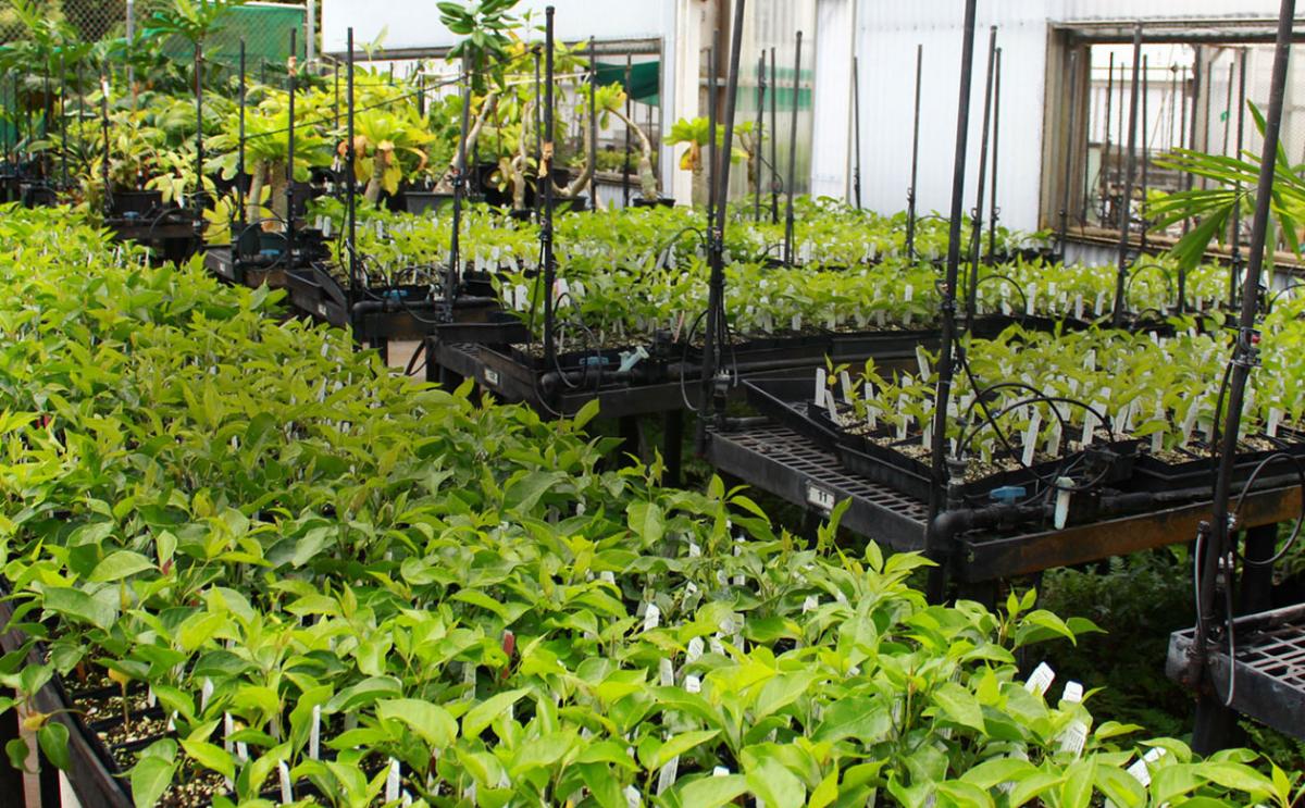 Restoring Polyscias bisattenuata in Kauai's Native Forests | News | NTBG