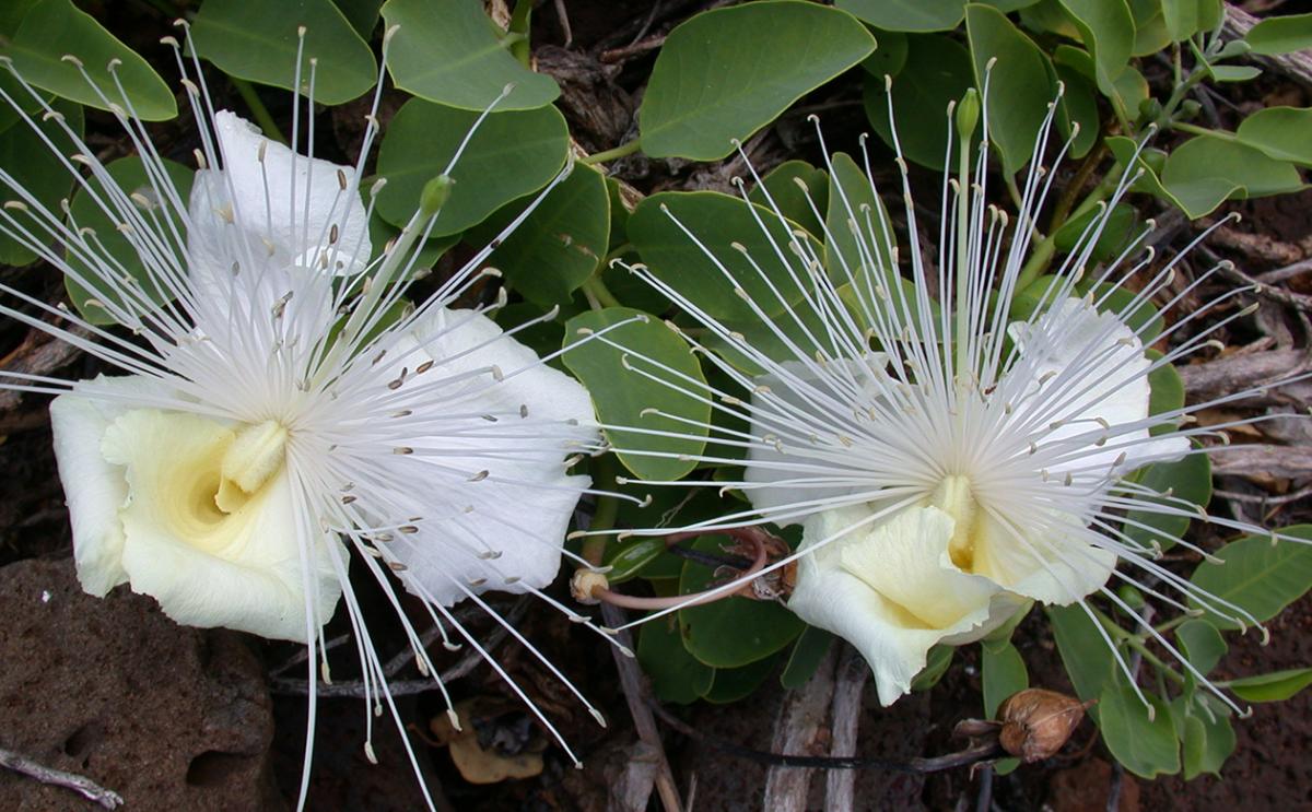 Red Listed: Capparis sandwichiana - National Tropical Botanical Garden
