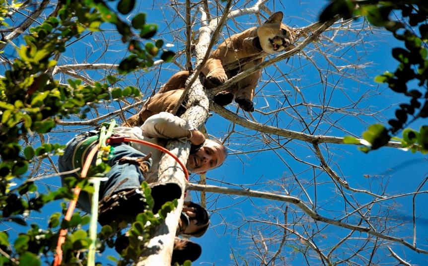 Capturing Florida Panthers, A Tree Climber's Perspective - National ...
