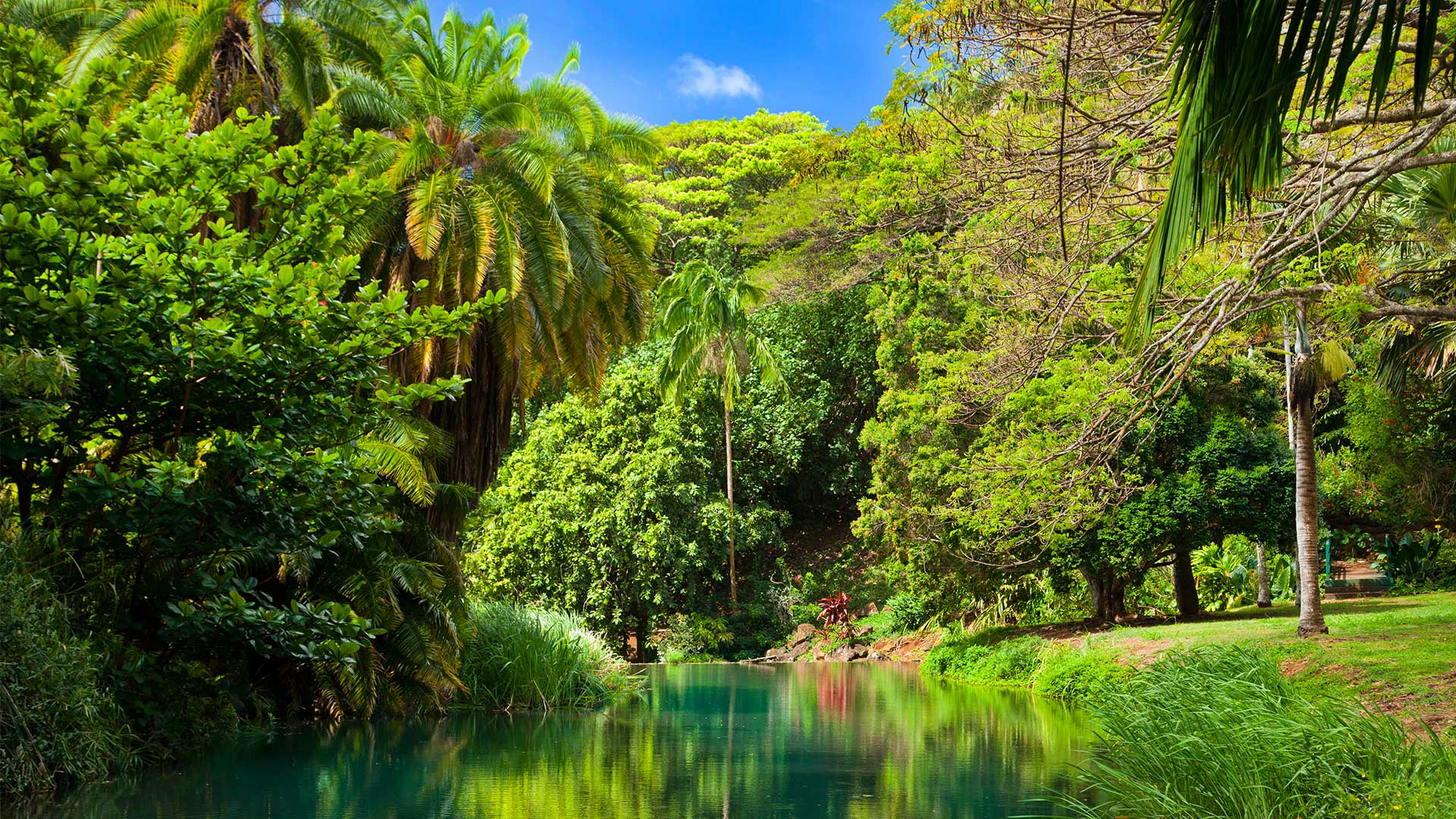 Garden Zoom Backgrounds | News | National Tropical Botanical Garden