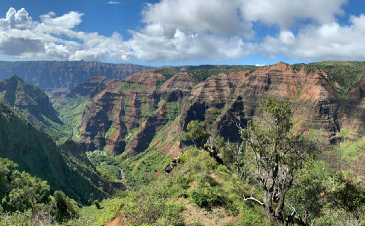 New Stand of Rare Schiedea Viscosa Found on Kauai | News | NTBG