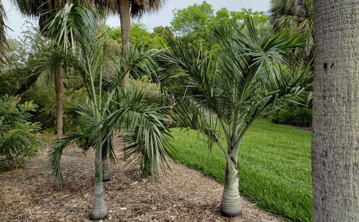 Going Native in South Florida | News | National Tropical Botanical Garden