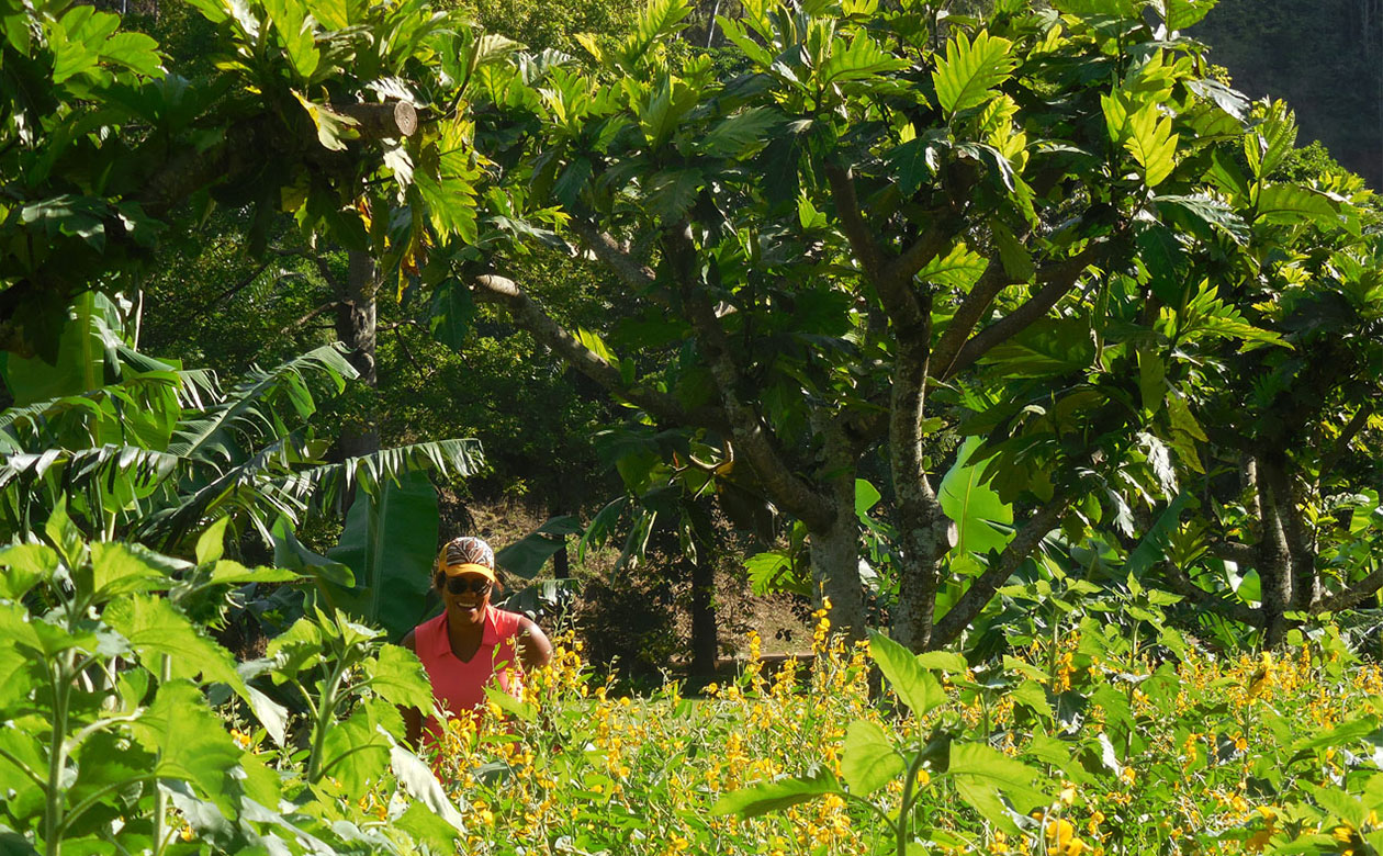 Agroforestry Demonstration Celebrates Third Anniversary | News | NTBG