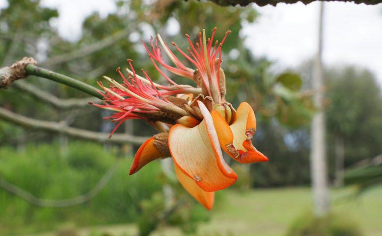 Wiliwili Trees Flower for the first time at Kahanu Garden | News | NTBG
