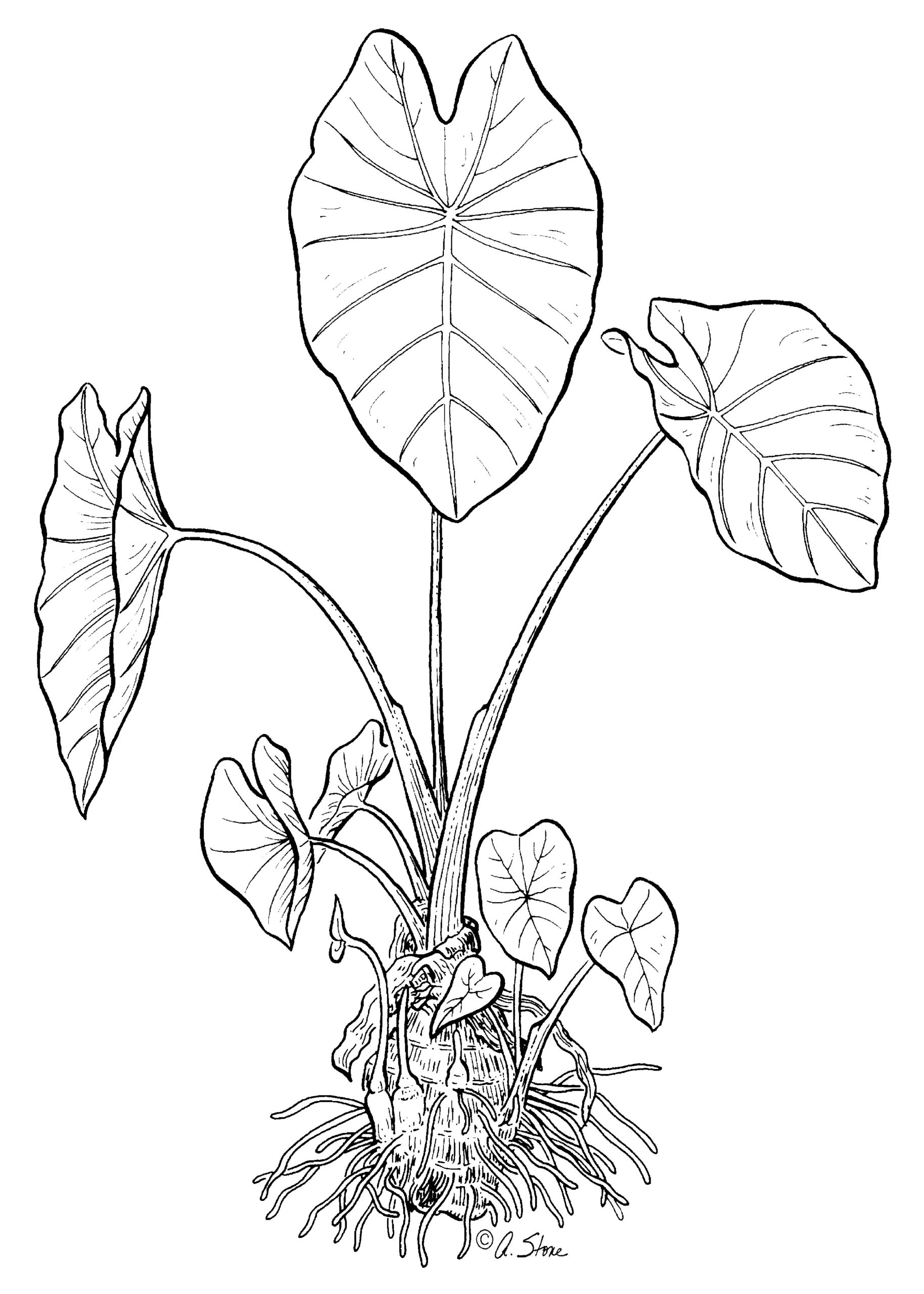 Kalo Pie Recipe - National Tropical Botanical Garden