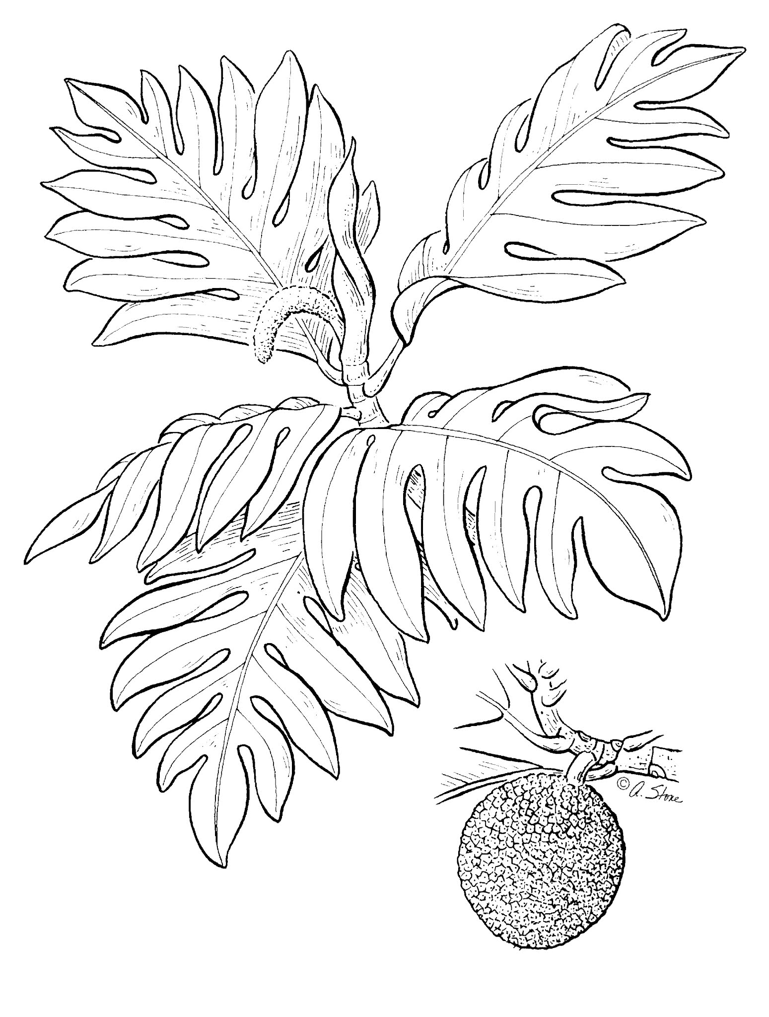 Ulu Stuffing Recipe - National Tropical Botanical Garden