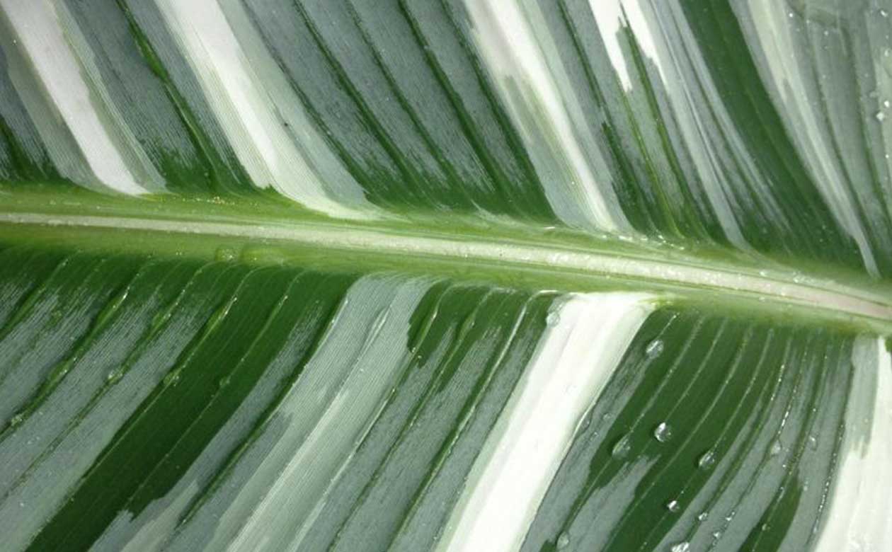 Rare Collections Safeguard Bananas | News | NTBG