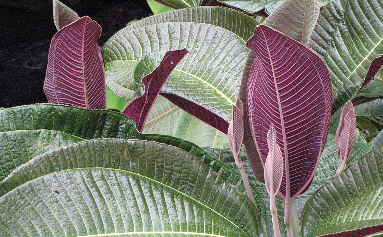 Hawaii Invasive Species | News | National Tropical Botanical Garden