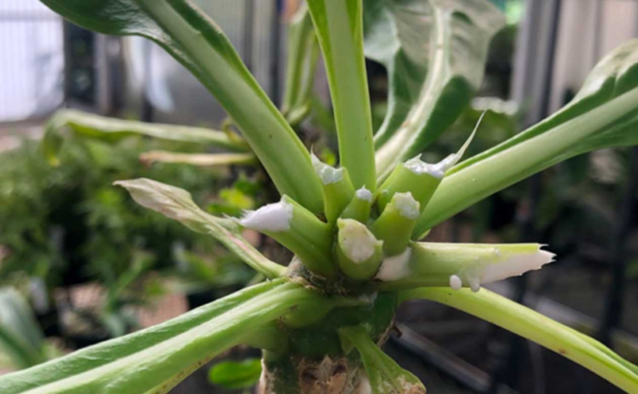 Common Garden Pests are Invasive Species | News | NTBG