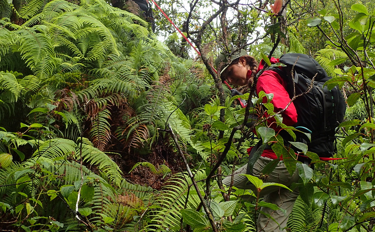 Preserved plants play foundational role in protecting biodiversity | NTBG