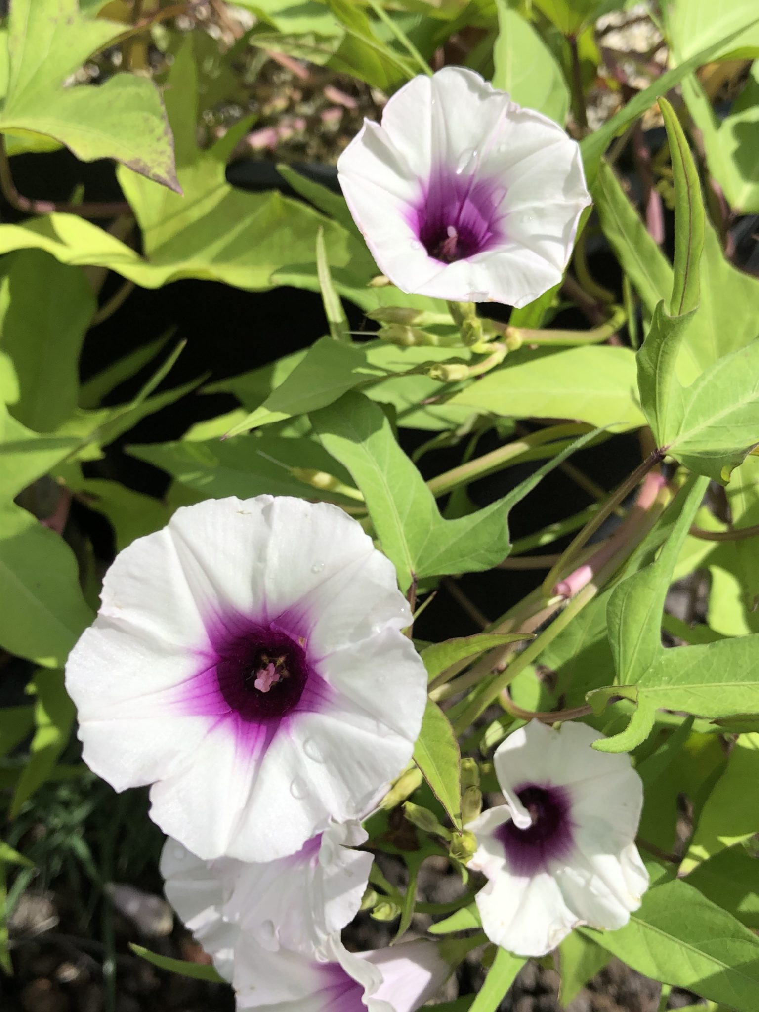 Uala Hawaiian Sweet Potato | News | National Tropical Botanical Garden