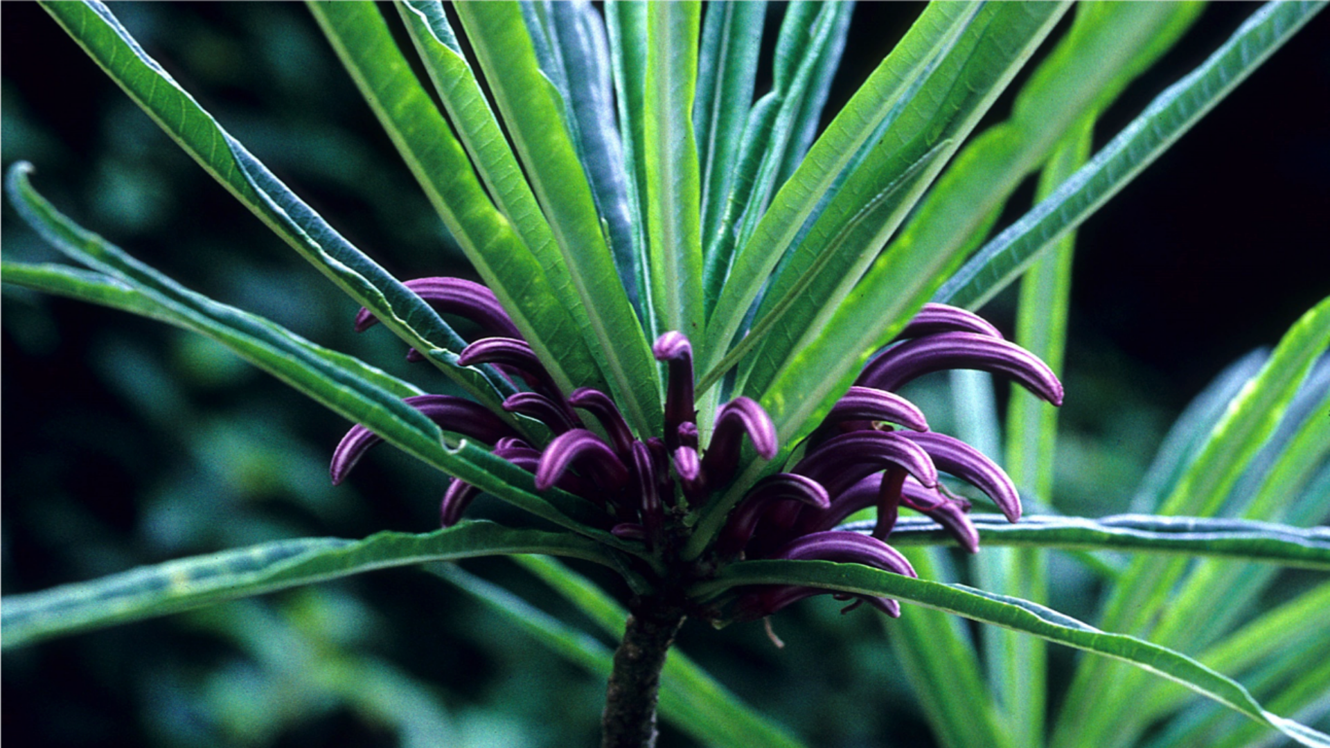 Plant Conservation Wins of 2022 - NTBG - News
