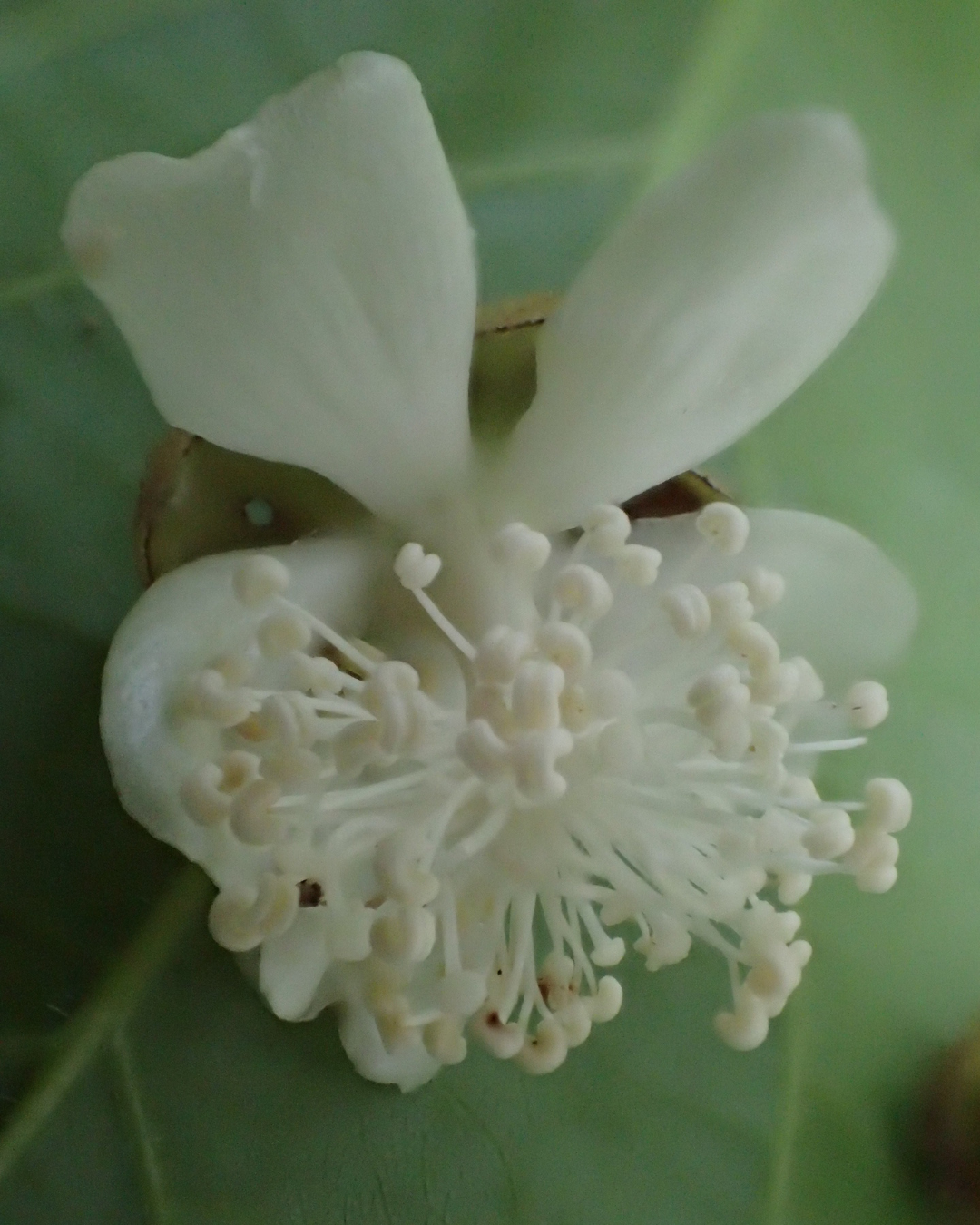 NTBG completes the Flora of Samoa - National Tropical Botanical Garden