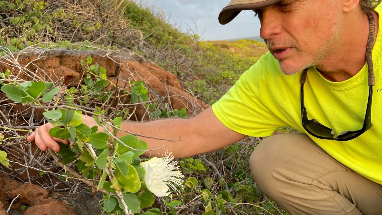 How NTBG gardens fight invasive species in Hawaii - NTBG - News