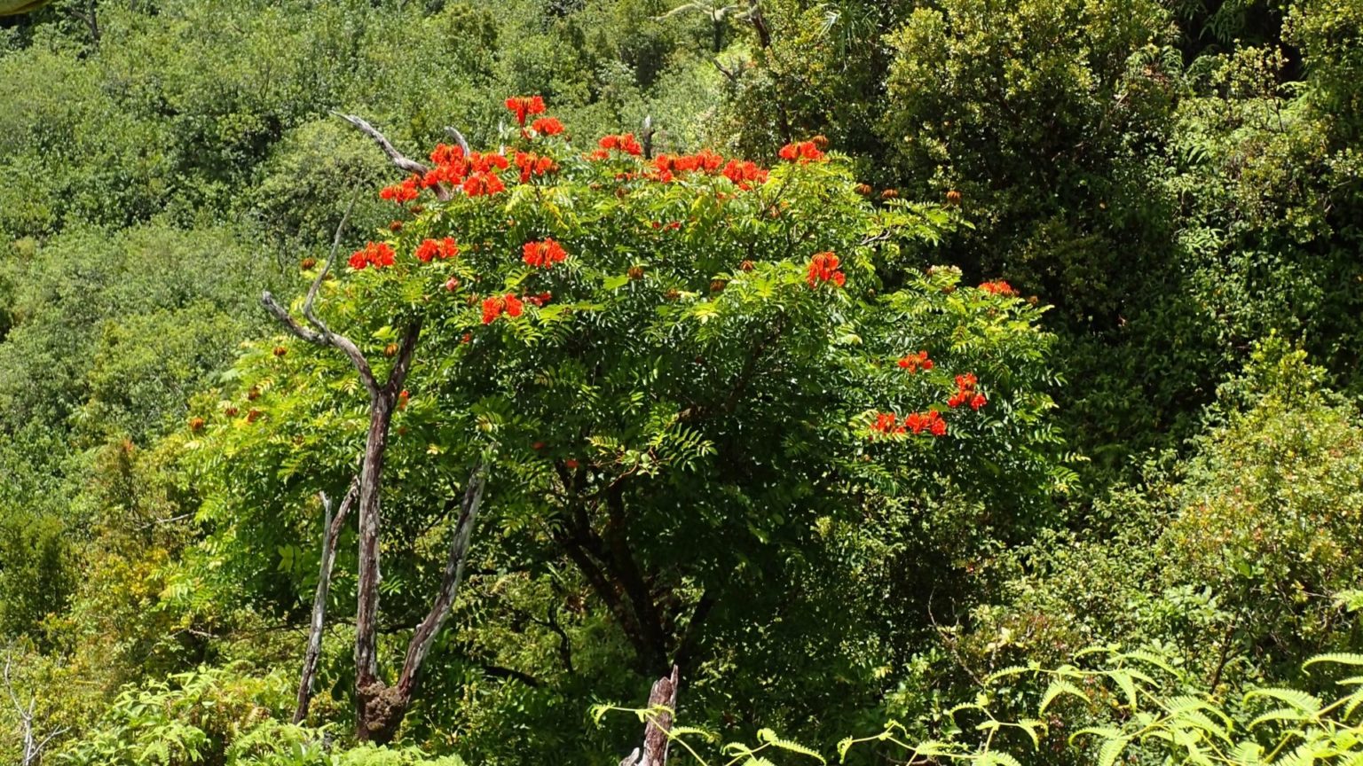 How NTBG gardens fight invasive species in Hawaii - NTBG - News