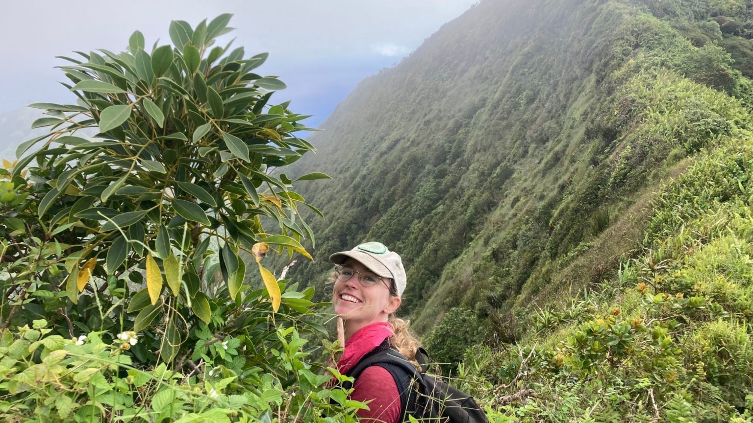 Restoring Polyscias bisattenuata in Kauai's Native Forests | News | NTBG