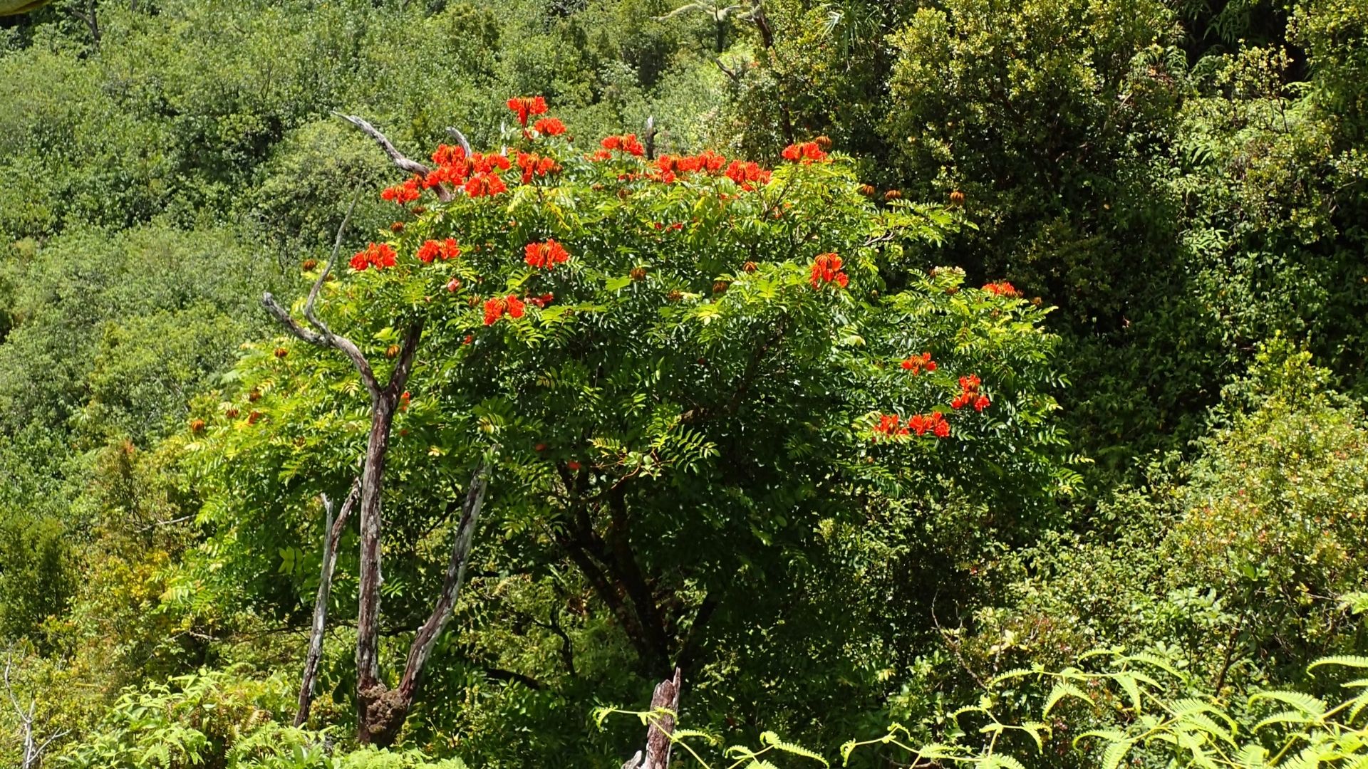 How NTBG gardens fight invasive species in Hawaii - NTBG - News