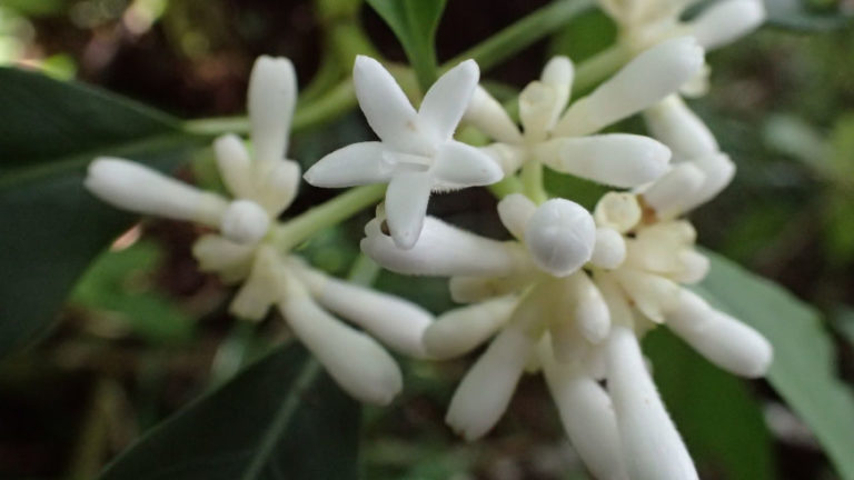 NTBG completes the Flora of Samoa - National Tropical Botanical Garden