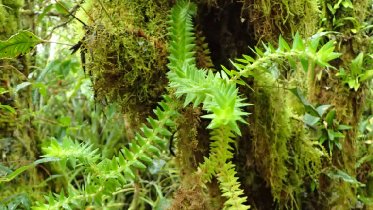 NTBG completes the Flora of Samoa - National Tropical Botanical Garden