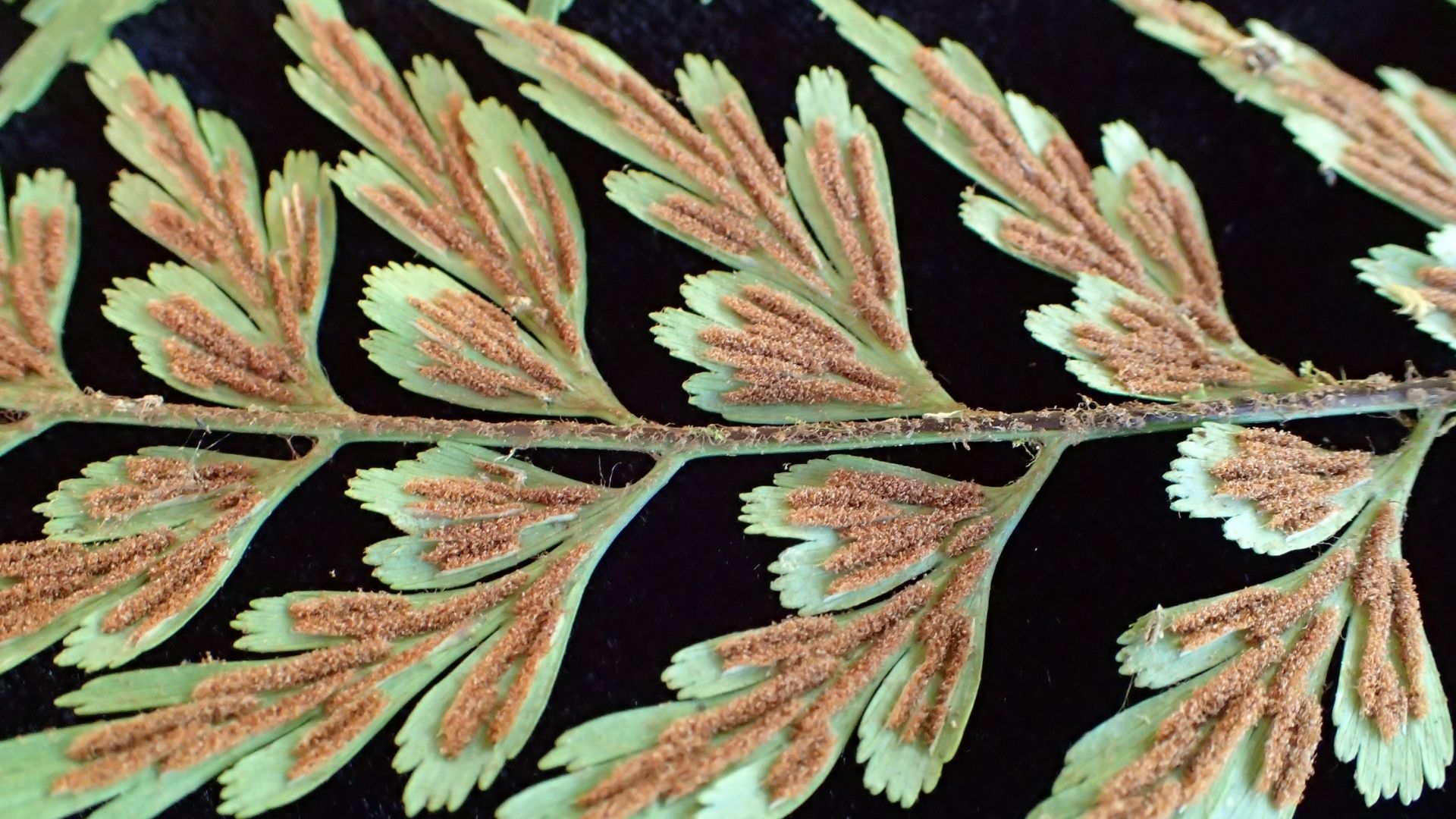 Saving Spores - National Tropical Botanical Garden