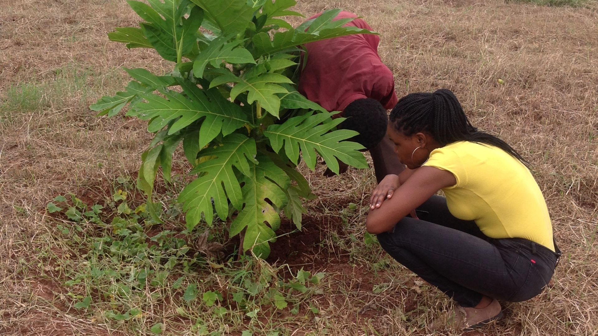 A Global Breadfruit Partnership That Feeds | News | NTBG