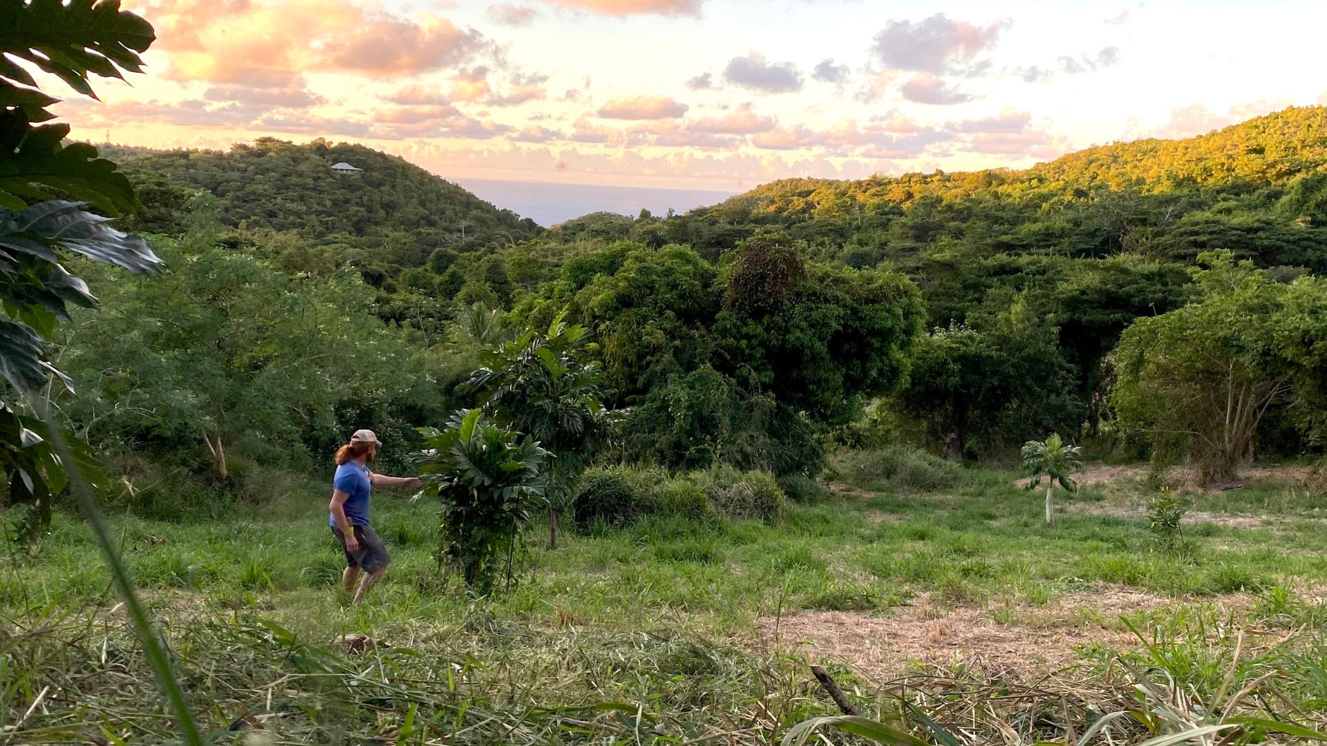 A Global Breadfruit Partnership That Feeds | News | NTBG