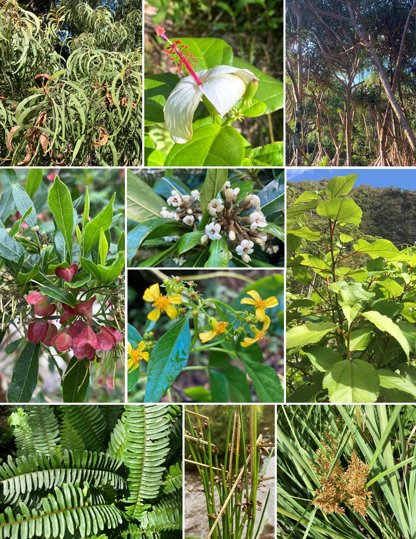 How a Garden Can Save a Stream - NTBG - News