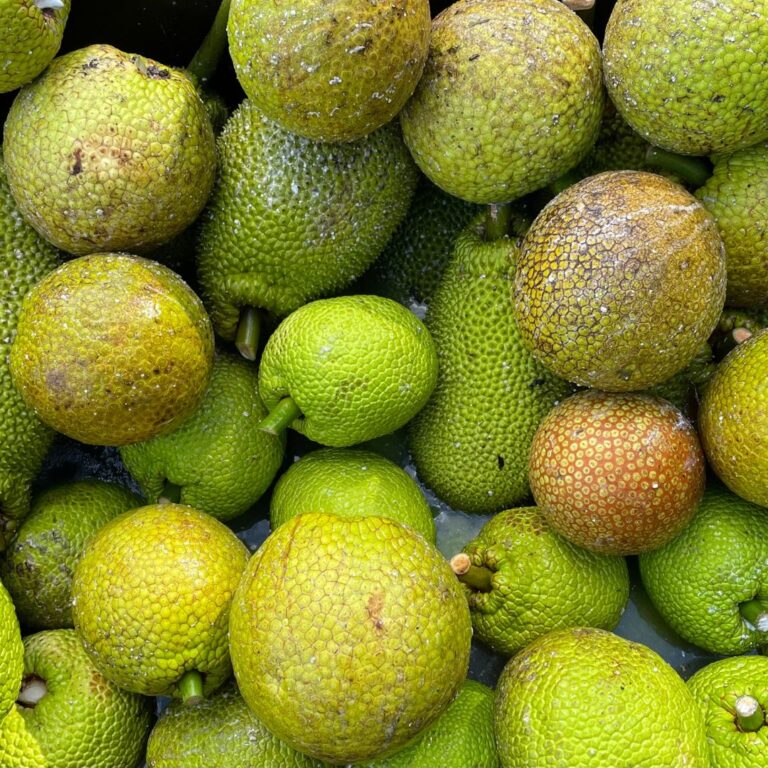 Ulu Cheese Casserole Recipe - National Tropical Botanical Garden