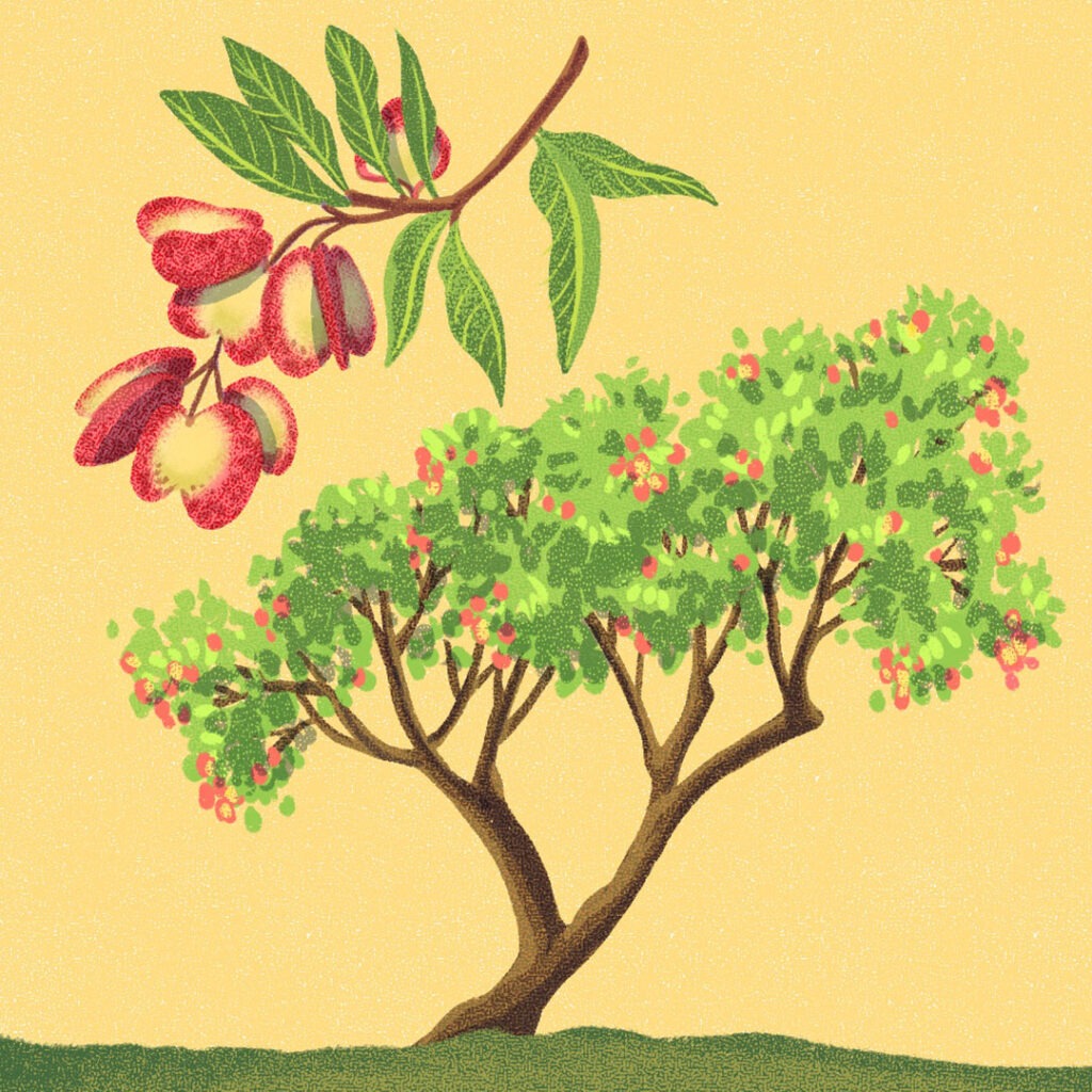 Grow Aloha: ʻŌhiʻa lehua - National Tropical Botanical Garden