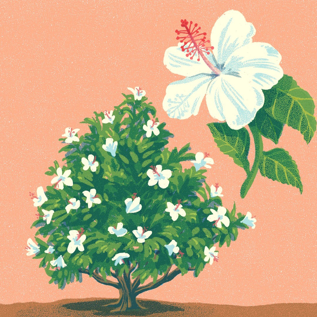 Grow Aloha: Alaheʻe - National Tropical Botanical Garden