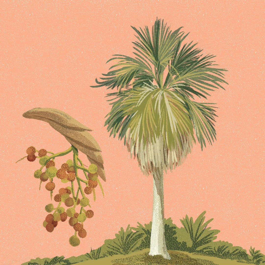 Grow Aloha: Loulu - National Tropical Botanical Garden