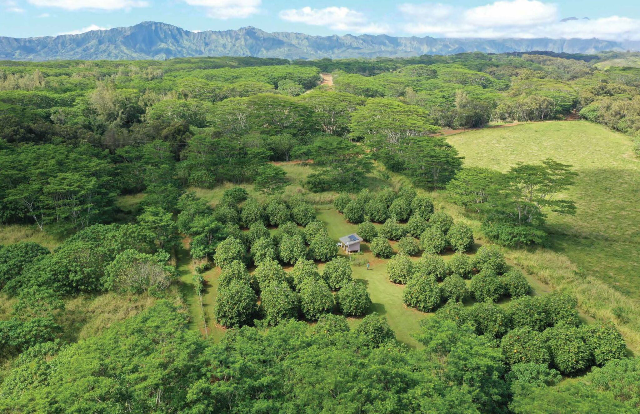 Welcome to Ulutopia - NTBG - News