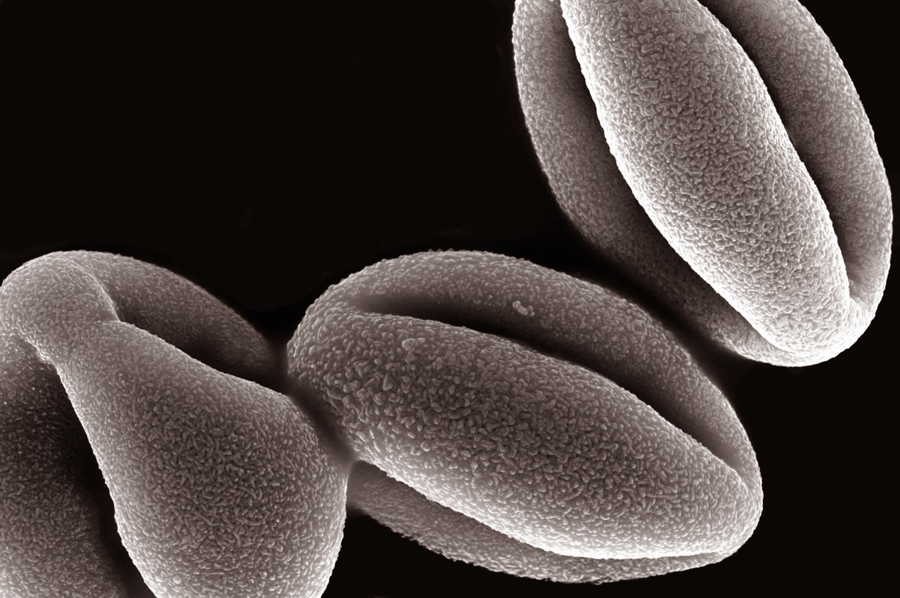 Banking on Pollen - NTBG - News