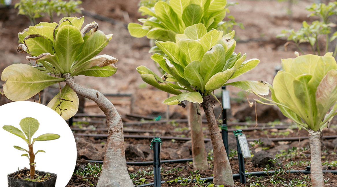If I Grow Up: A Word From ʻĀlula - National Tropical Botanical Garden