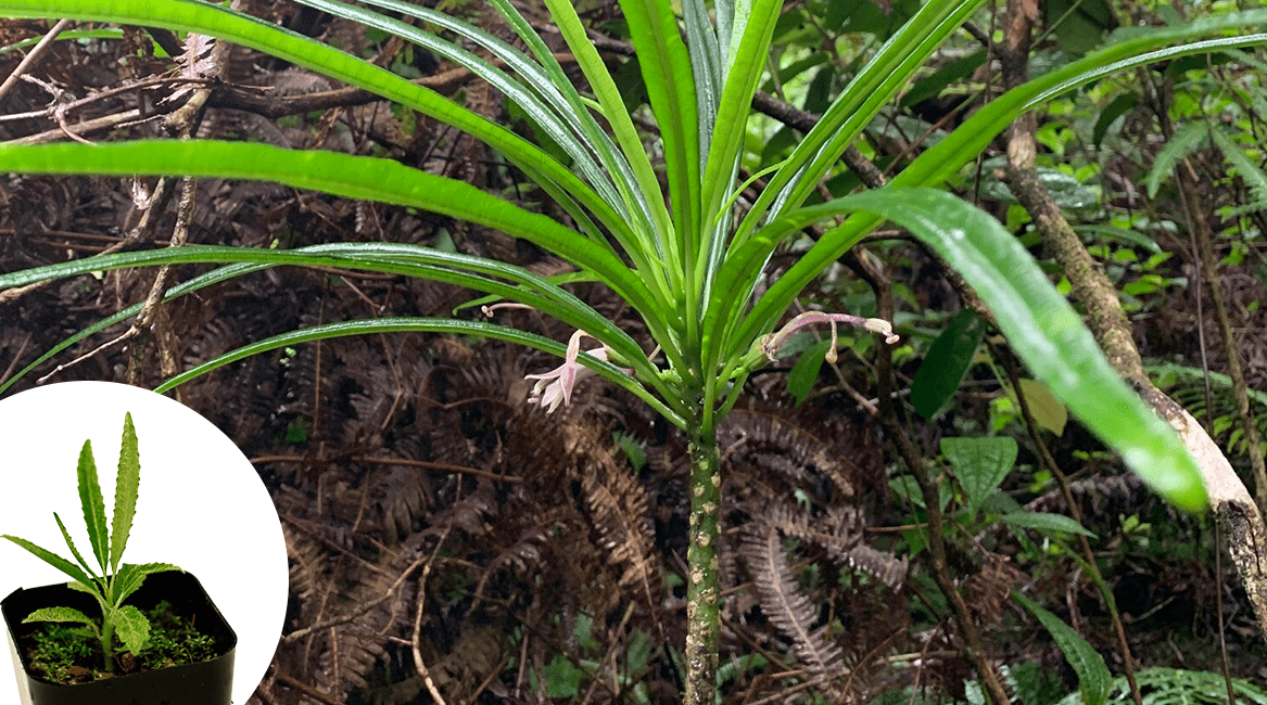 If I Grow Up: A Word From Hāhā - National Tropical Botanical Garden