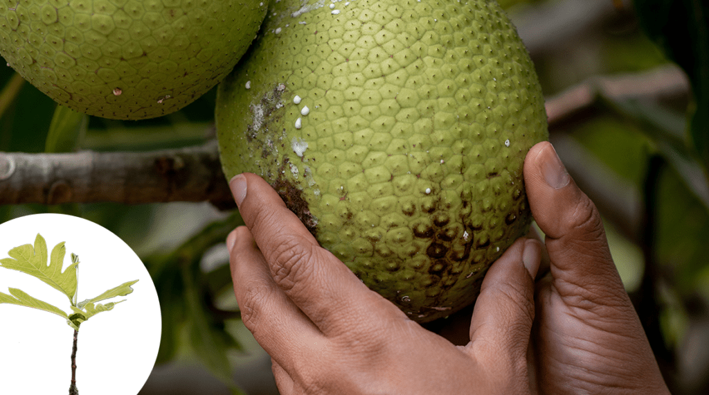If I Grow Up: A Word From Breadfruit - National Tropical Botanical Garden
