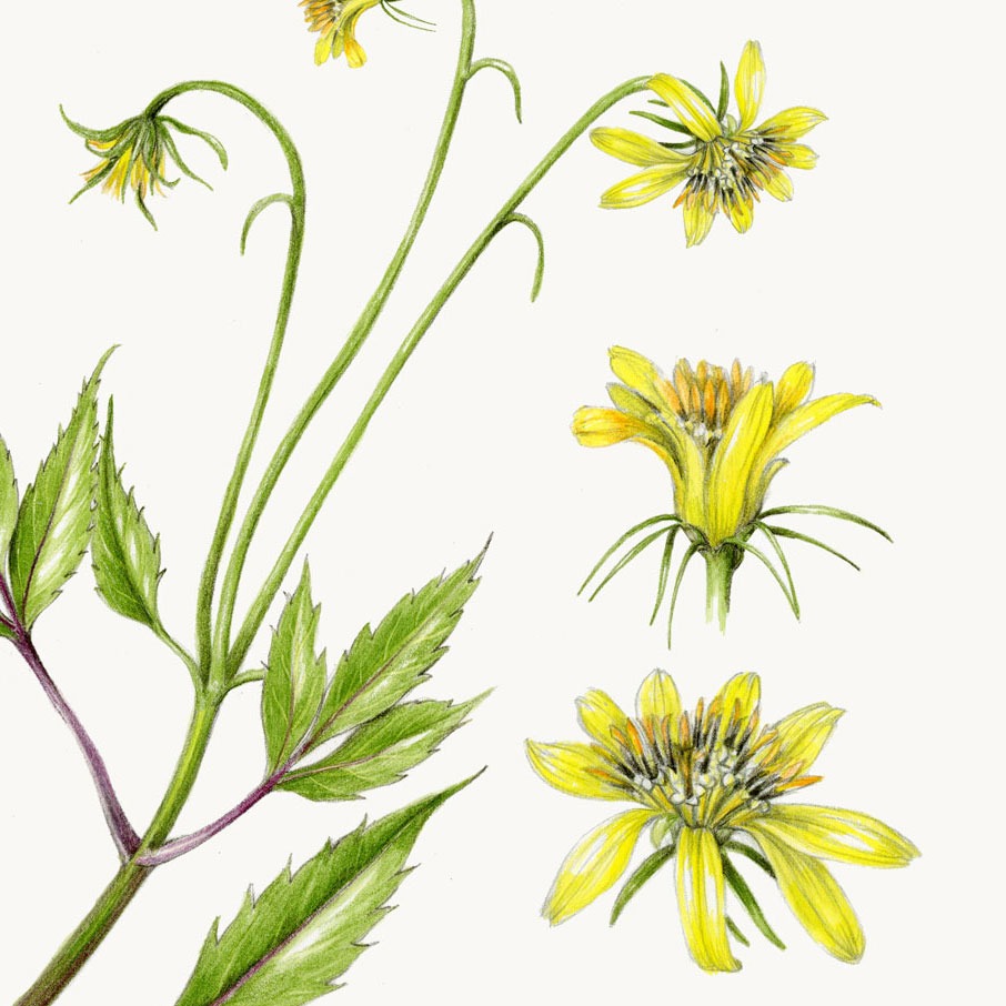 An Eye on Plants - Koʻokoʻolau (Bidens wailele) - National Tropical ...