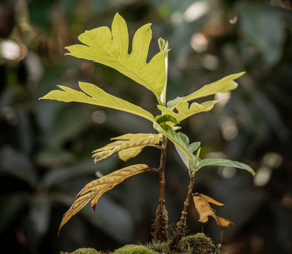 If I Grow Up: A Word From ʻŌhiʻa - National Tropical Botanical Garden