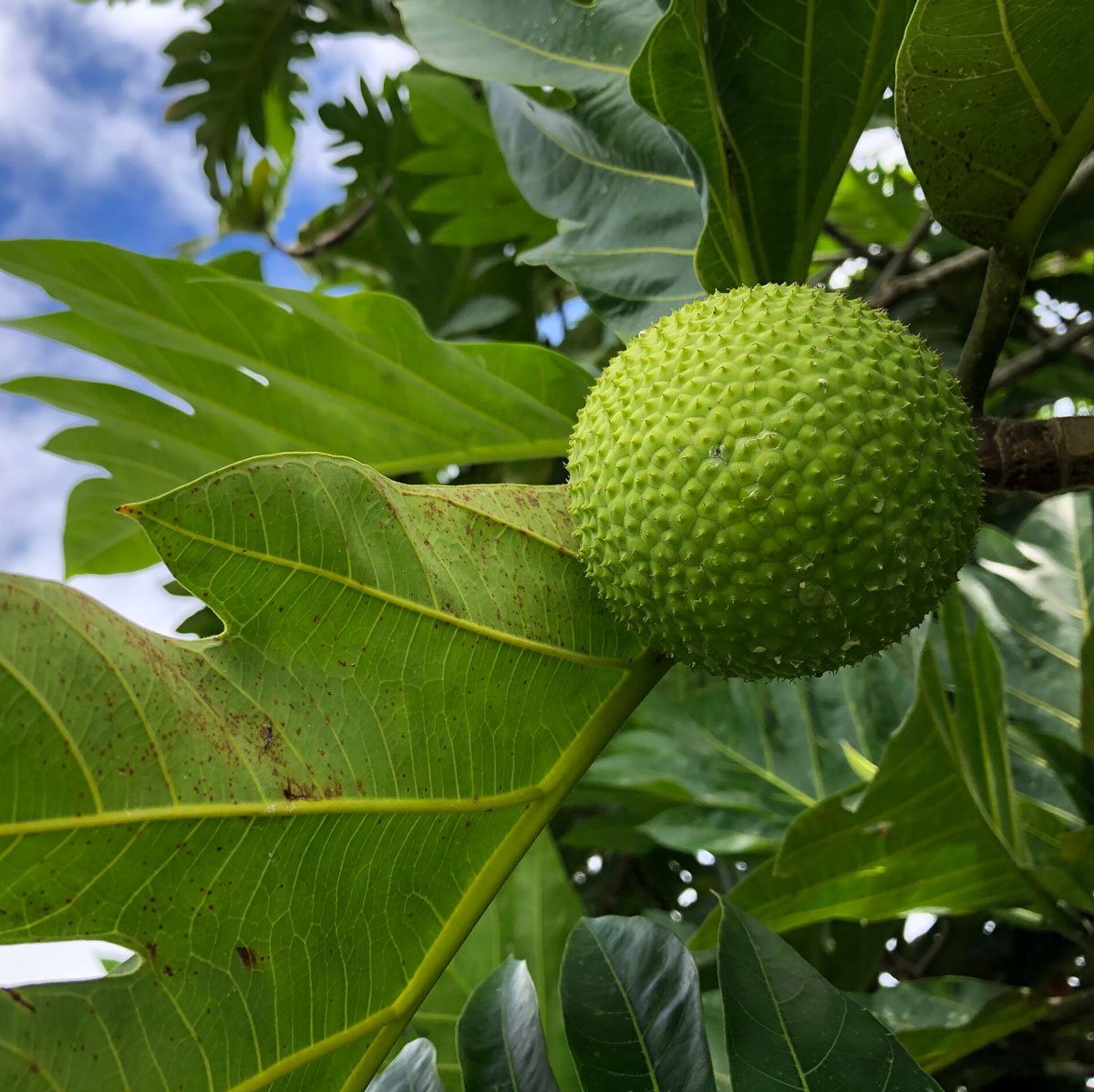 Welcome to Ulutopia - National Tropical Botanical Garden