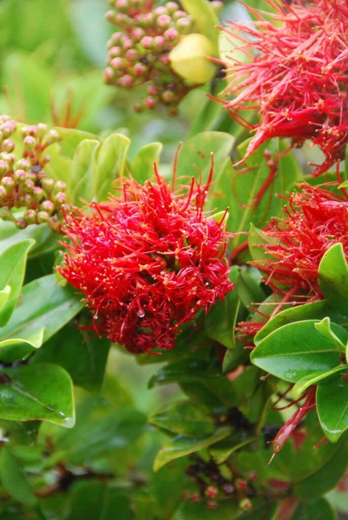 Preserving the Sacred Bond Between People and ʻŌhiʻa - National ...