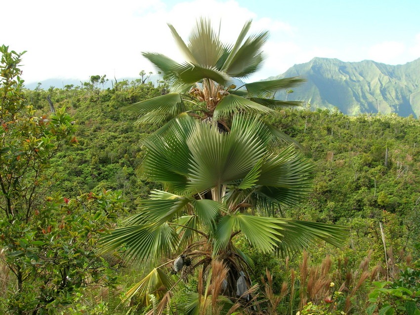 The Endemic Loulu of Kauaʻi - National Tropical Botanical Garden