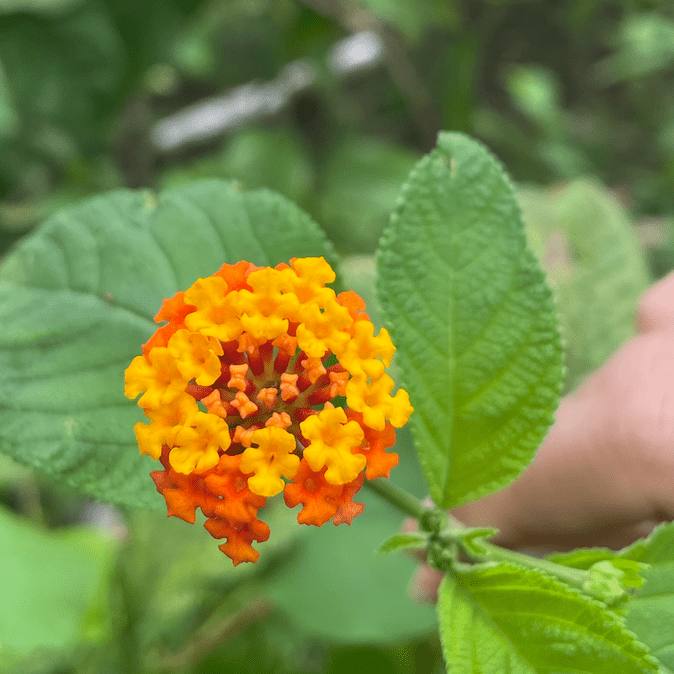 Connecting to Nature with Teachings by Tatiana - National Tropical ...