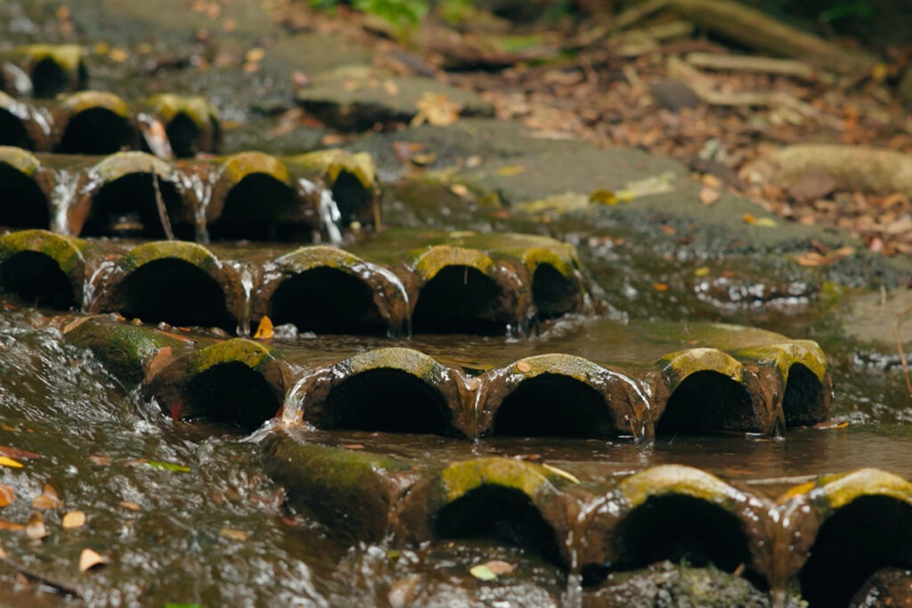 Allerton Garden Guided Tour - National Tropical Botanical Garden