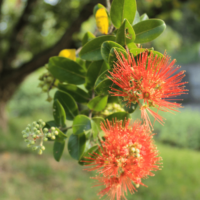 Shop to support conservation - National Tropical Botanical Garden