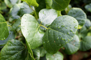 Grow Aloha: Wiliwili - National Tropical Botanical Garden