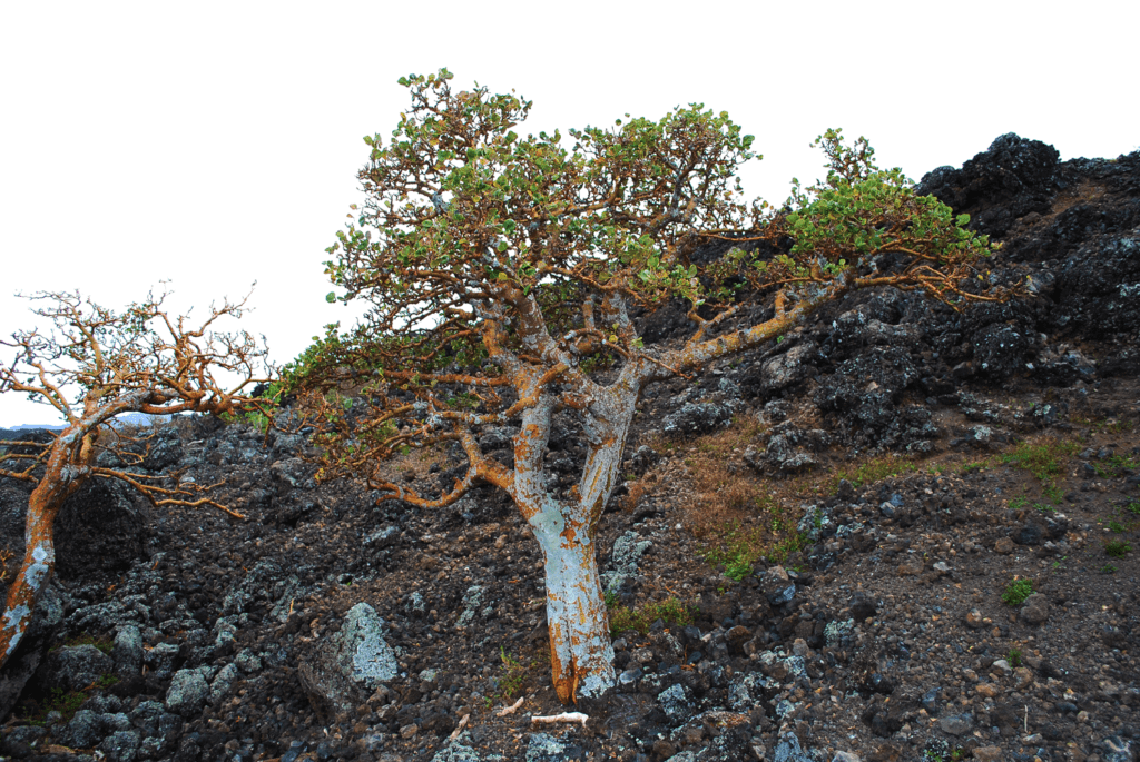 Grow Aloha: Wiliwili - National Tropical Botanical Garden