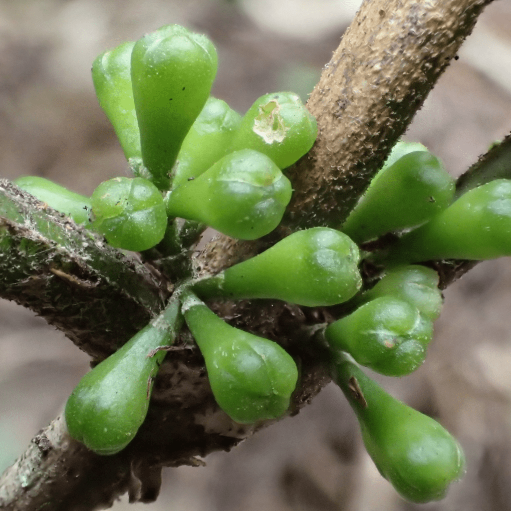 An Eye on Plants – Alani (Melicope spp.) - National Tropical Botanical ...